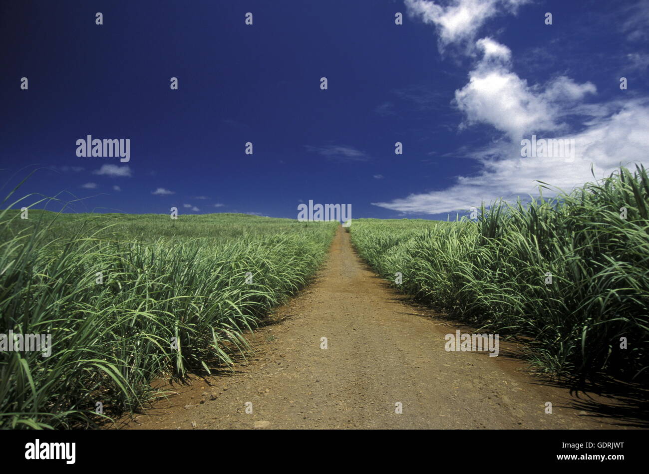 Ein Zuckerrohr Feld Oder Plantage Im gehört Gebierge der Insel ...