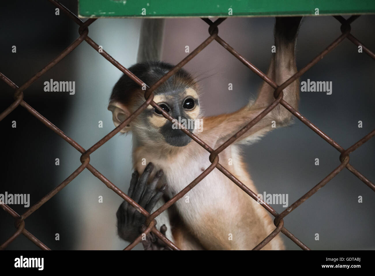 Affe finger -Fotos und -Bildmaterial in hoher Auflösung – Alamy