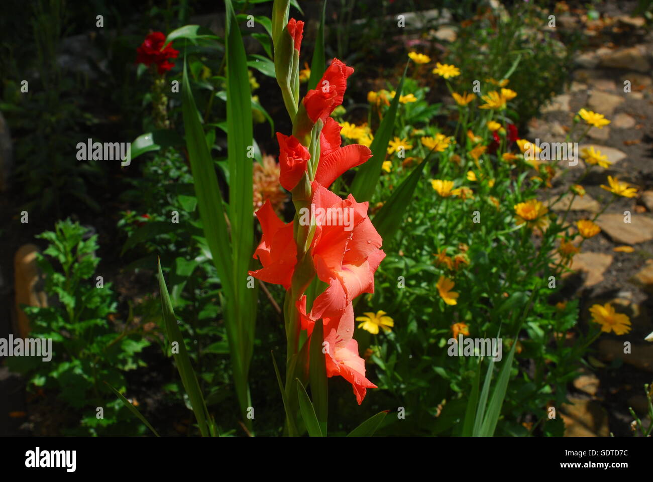 Gladiolus hybridus -Fotos und -Bildmaterial in hoher Auflösung – Alamy