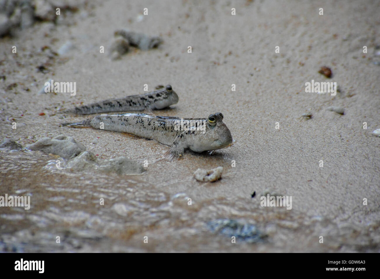 Schlammspringer fisch -Fotos und -Bildmaterial in hoher Auflösung – Alamy