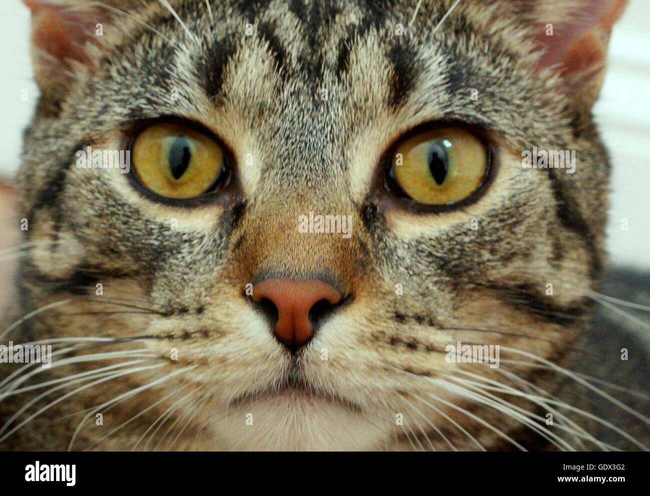 Eine Katze Gesicht in Nahaufnahme Stockfotografie - Alamy