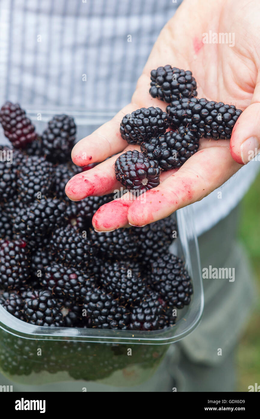 Brombeere ben silvan -Fotos und -Bildmaterial in hoher Auflösung – Alamy
