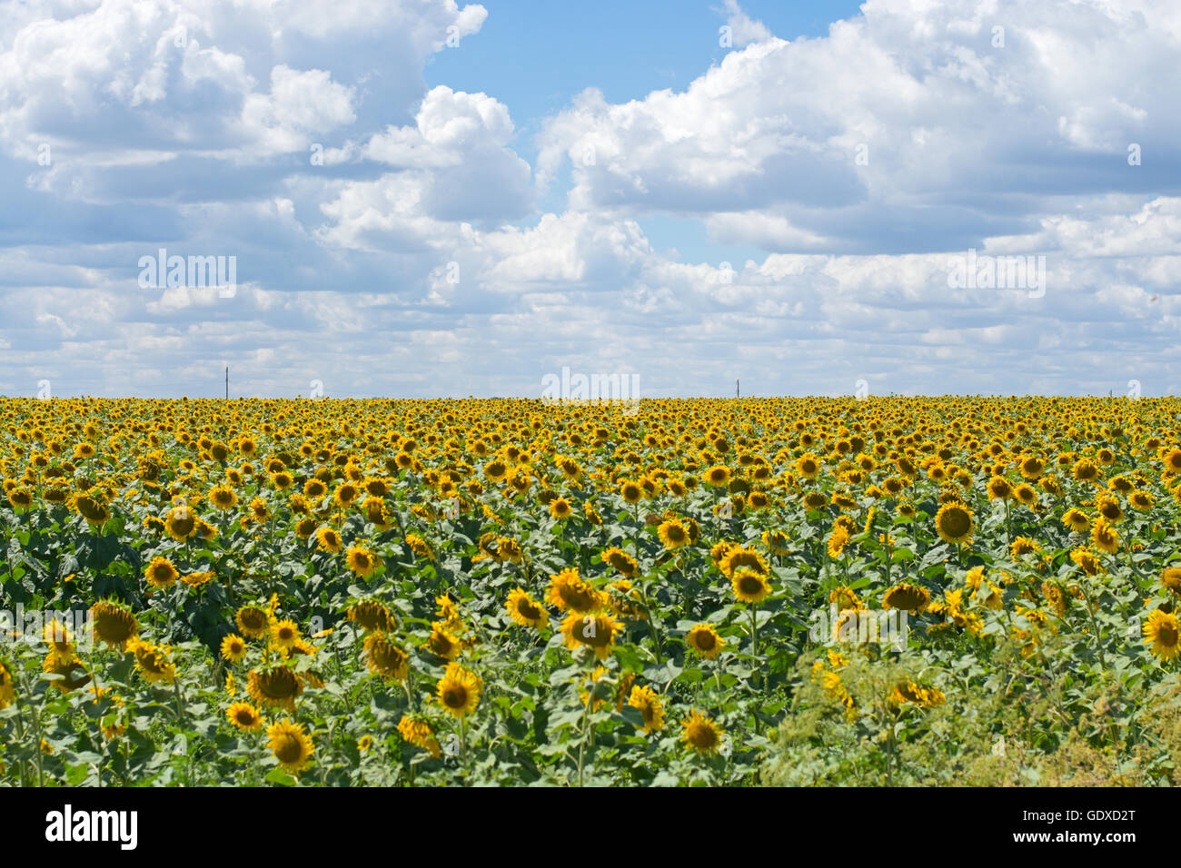 Sonnenblumen feld ukraine -Fotos und -Bildmaterial in hoher Auflösung ...
