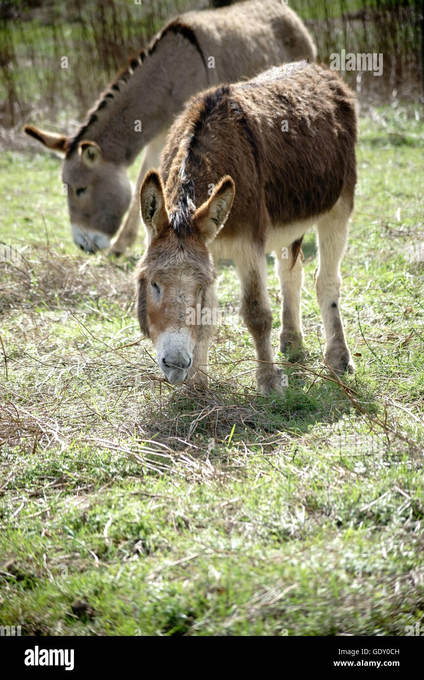 Esel oder equus asinus asinus -Fotos und -Bildmaterial in hoher ...