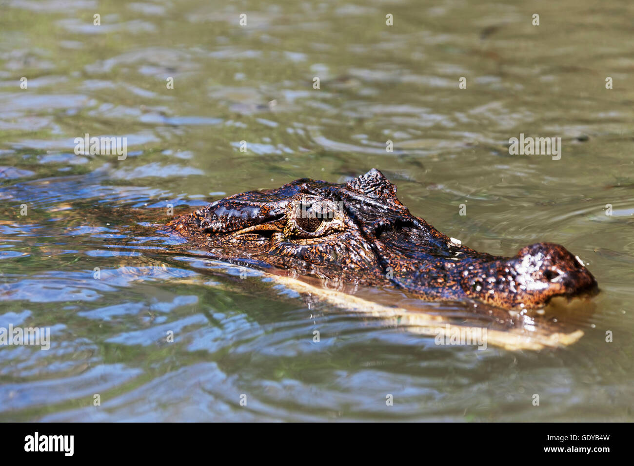 Erwachsener kaiman -Fotos und -Bildmaterial in hoher Auflösung – Alamy