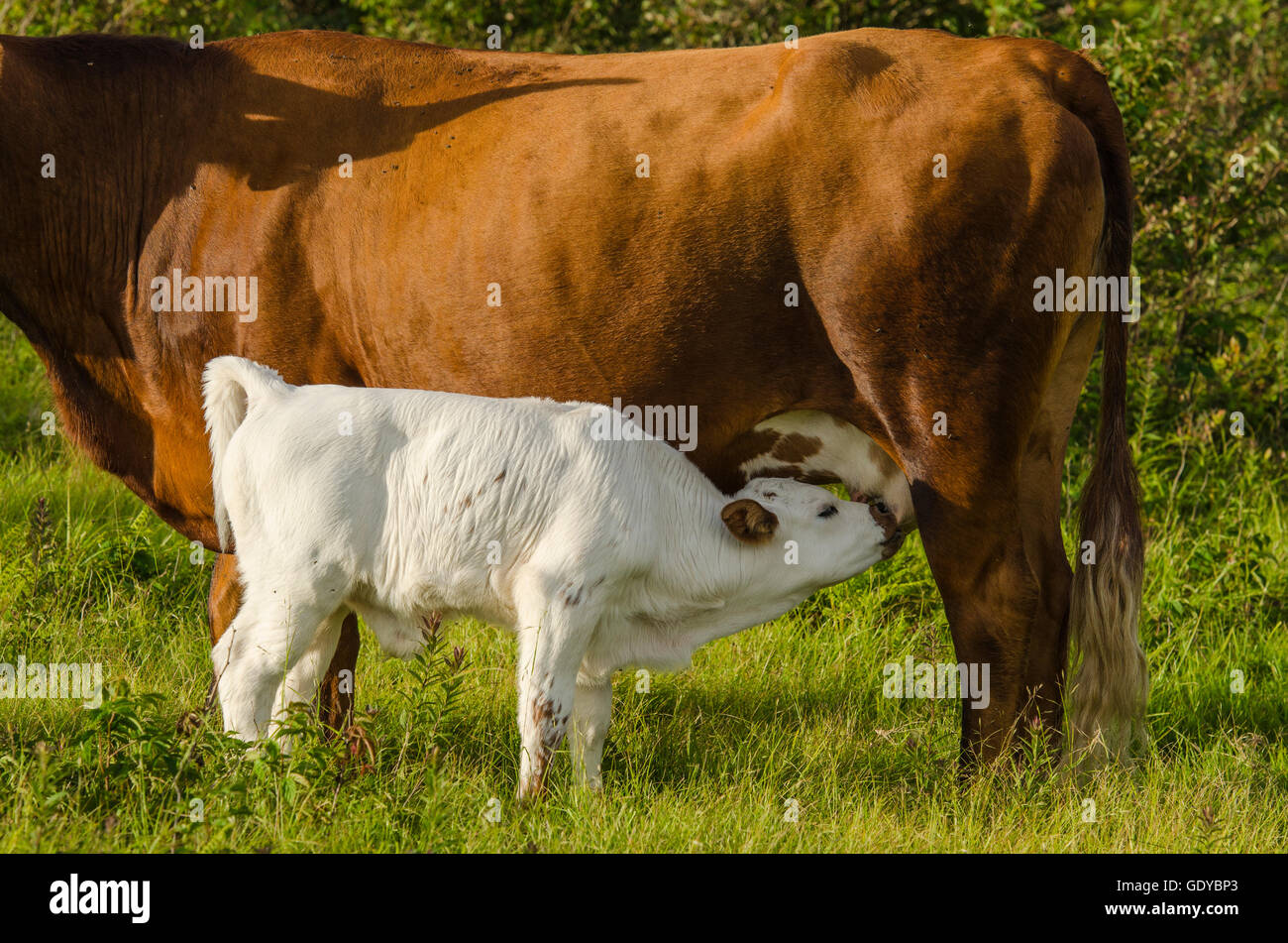 Tier saugt -Fotos und -Bildmaterial in hoher Auflösung – Alamy