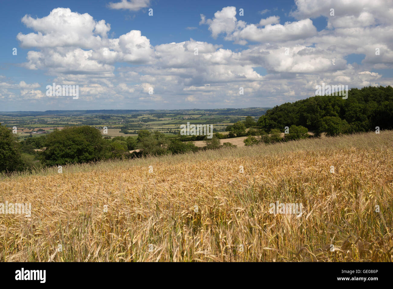 Gerstenfeld mit sonne -Fotos und -Bildmaterial in hoher Auflösung ...