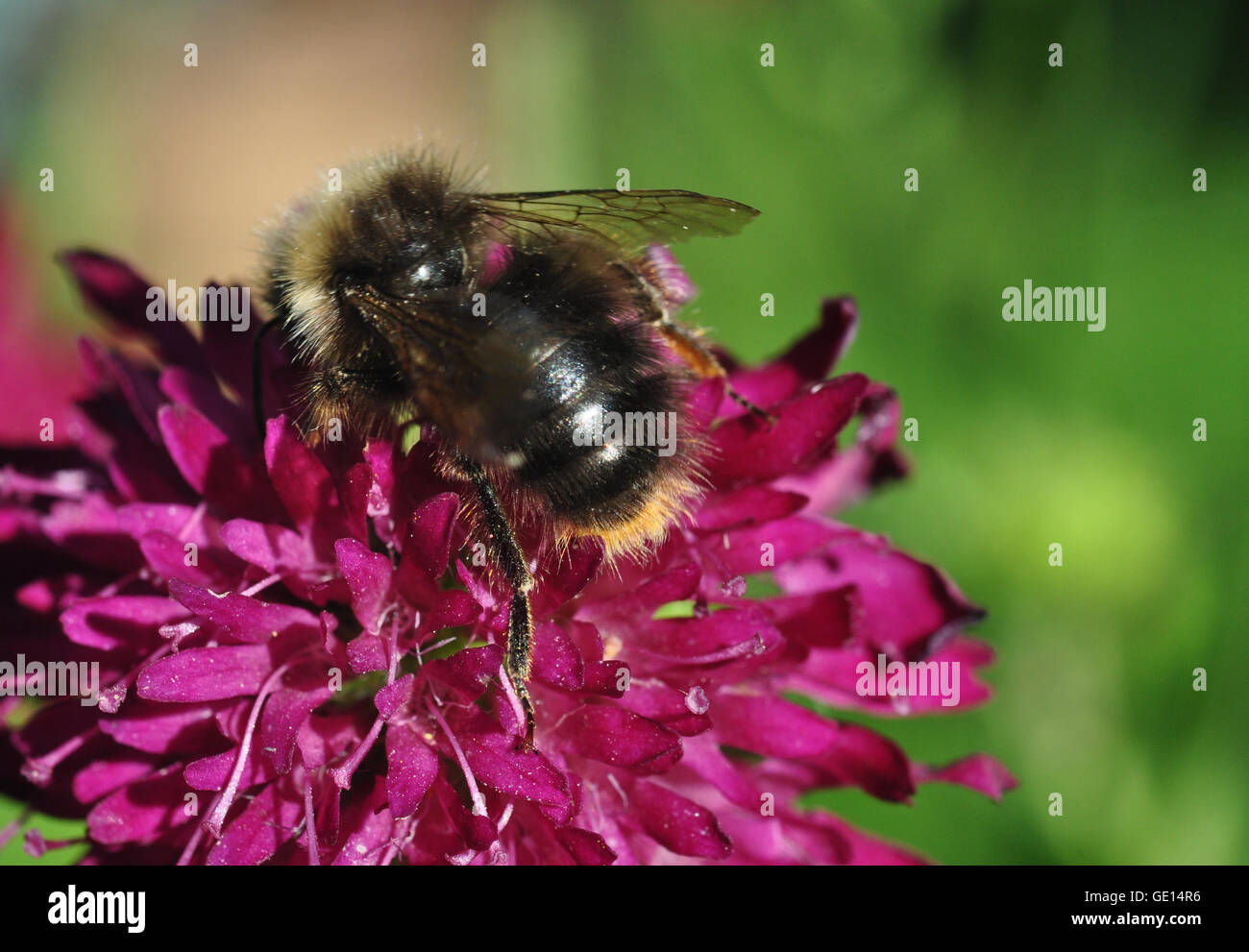 Biene von oben -Fotos und -Bildmaterial in hoher Auflösung – Alamy