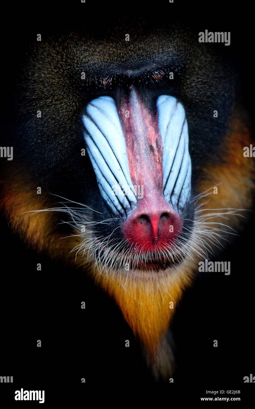 Mandrill affe -Fotos und -Bildmaterial in hoher Auflösung – Alamy