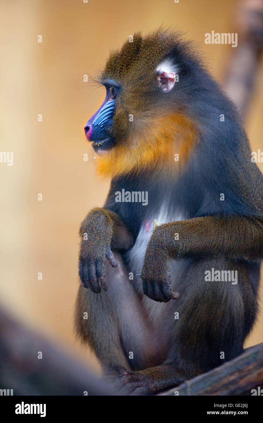 Mandrill affe -Fotos und -Bildmaterial in hoher Auflösung – Alamy