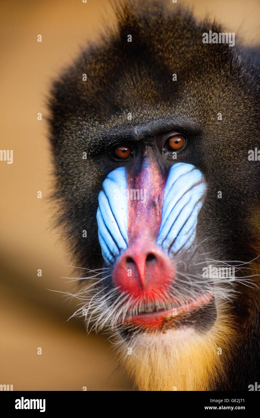 Mandrill affe -Fotos und -Bildmaterial in hoher Auflösung – Alamy
