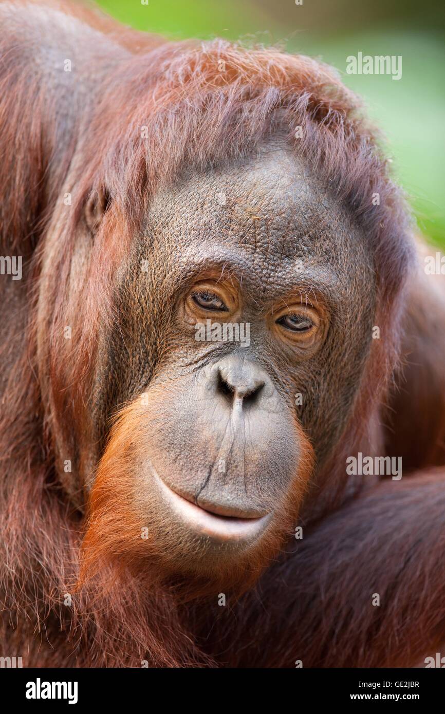 Orang utans im freien zoo -Fotos und -Bildmaterial in hoher Auflösung ...