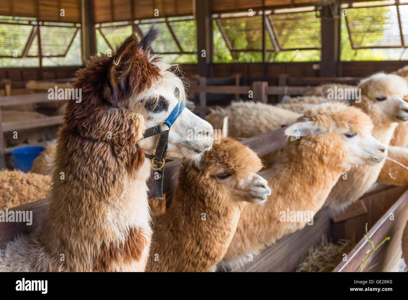 Trauriges alpaka -Fotos und -Bildmaterial in hoher Auflösung – Alamy