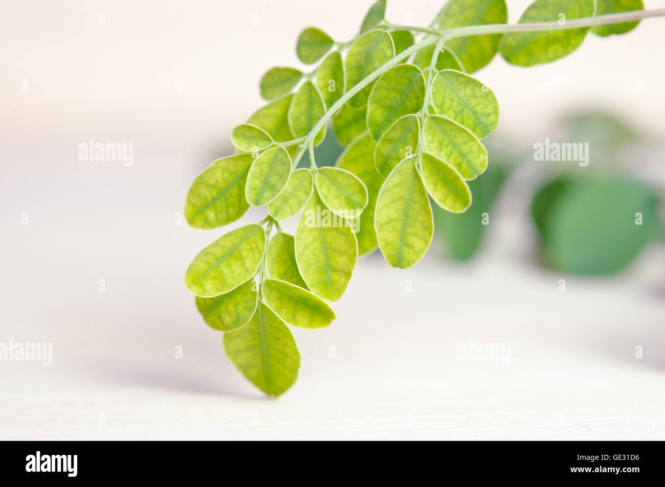 Moringa (andere Namen sind Moringa Oleifera Klg, MORINGACEAE, Futaba ...