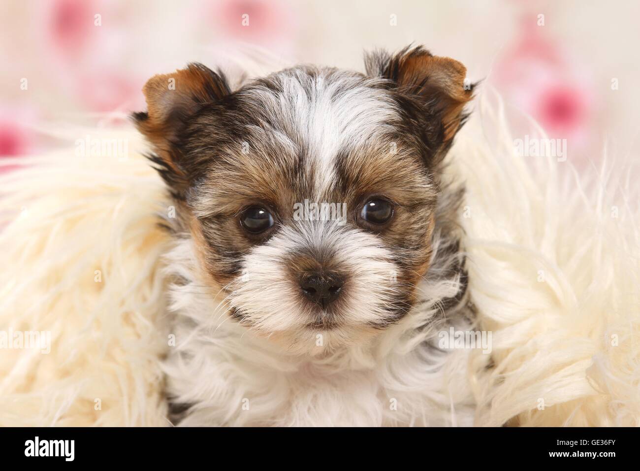 Biewer terrier -Fotos und -Bildmaterial in hoher Auflösung – Alamy