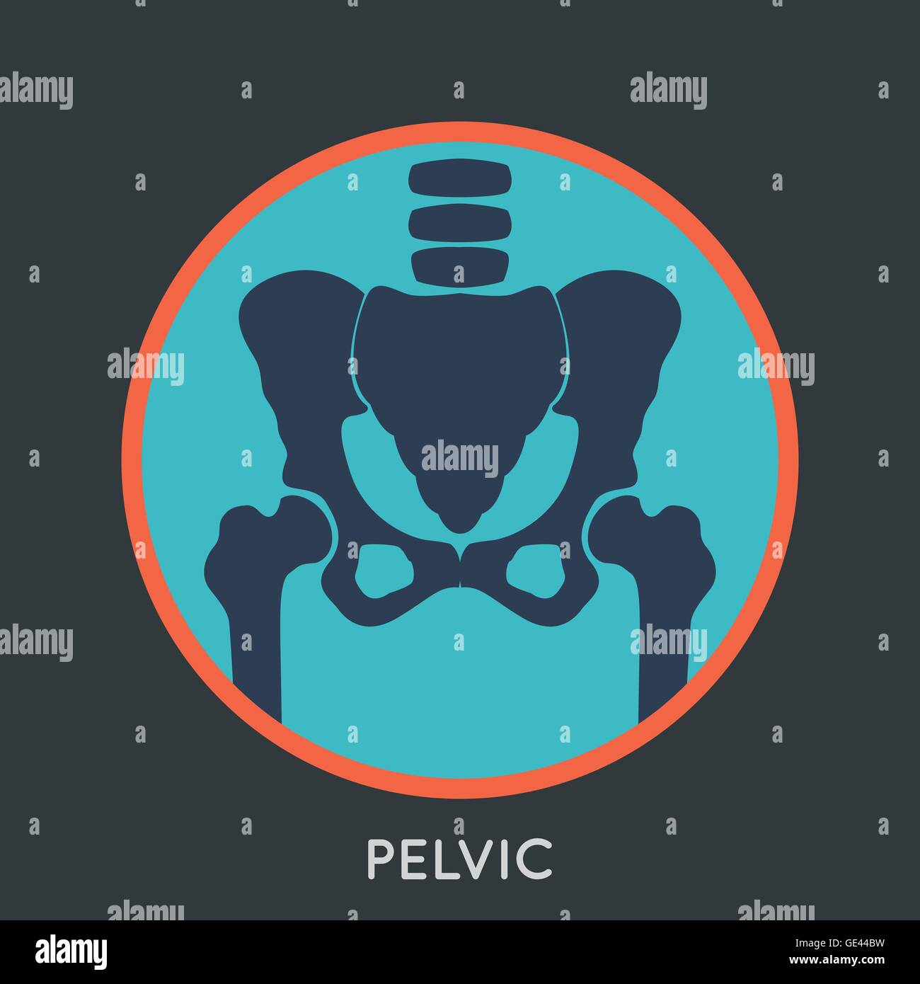 Female pelvic anatomy Stock-Vektorgrafiken kaufen - Alamy