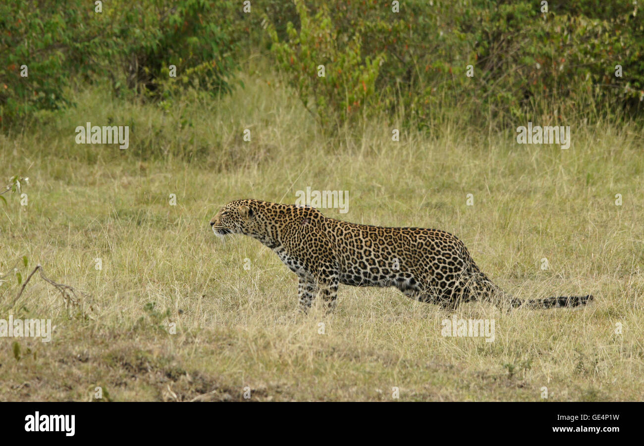 Leopard stalking -Fotos und -Bildmaterial in hoher Auflösung – Alamy