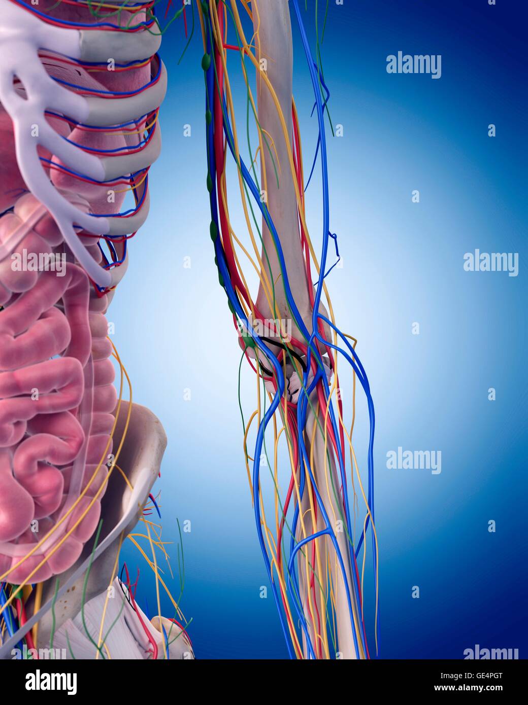 Menschlichen Ellbogen Anatomie, Abbildung Stockfotografie - Alamy