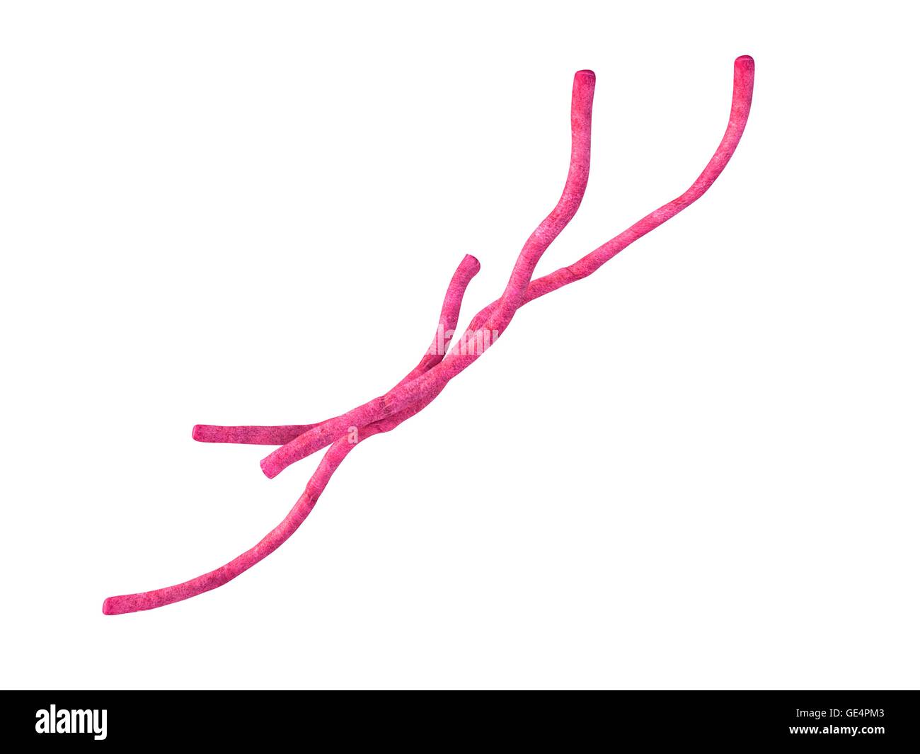 Bacillus anthracis Ausgeschnittene Stockfotos und -bilder - Alamy