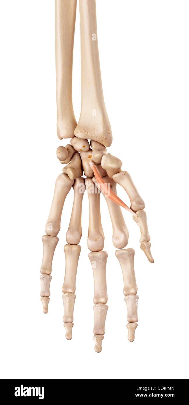 Hand anatomie muskeln illustration -Fotos und -Bildmaterial in hoher ...