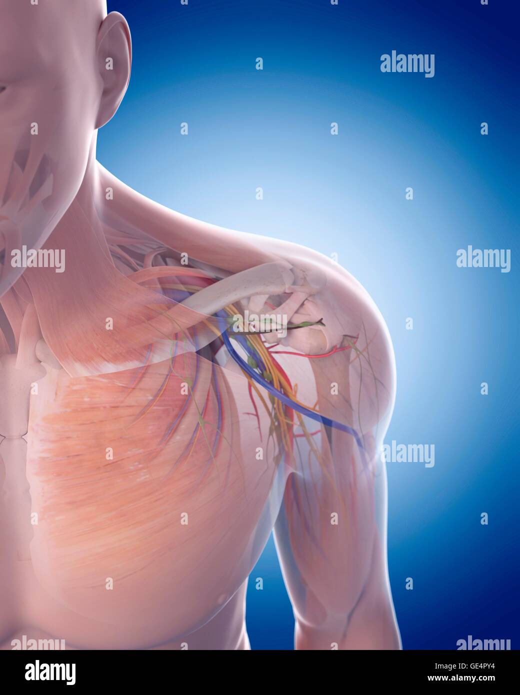 Anatomie der menschlichen Schulter, Abbildung Stockfotografie - Alamy