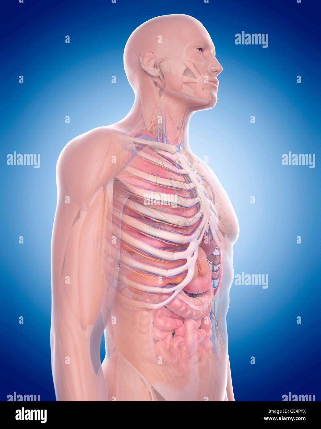 Anatomie des Menschen Thorax, Abbildung Stockfotografie - Alamy