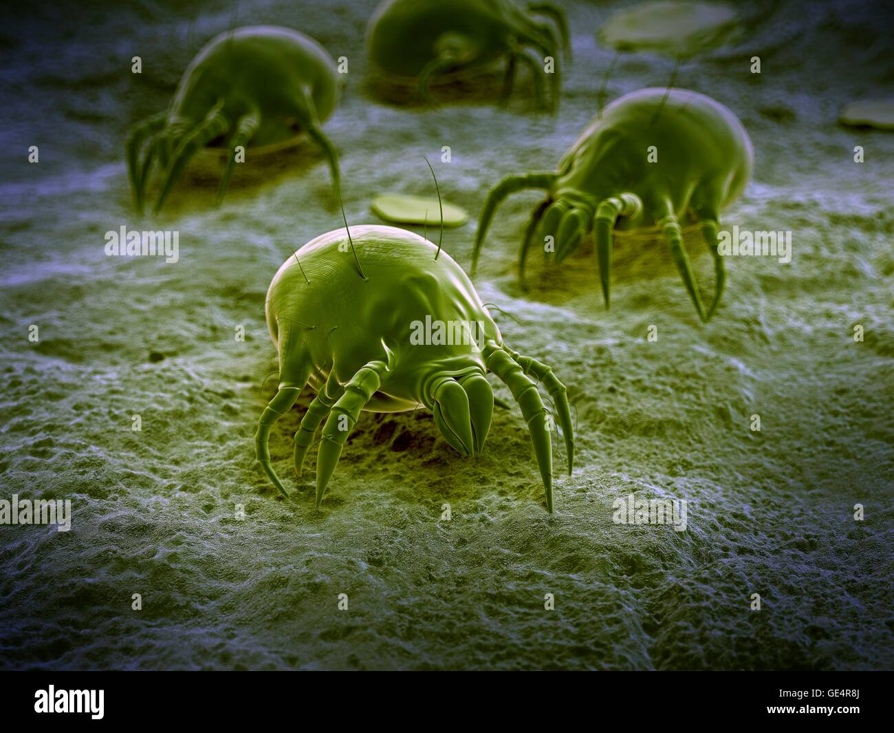 Milben abbildung -Fotos und -Bildmaterial in hoher Auflösung – Alamy