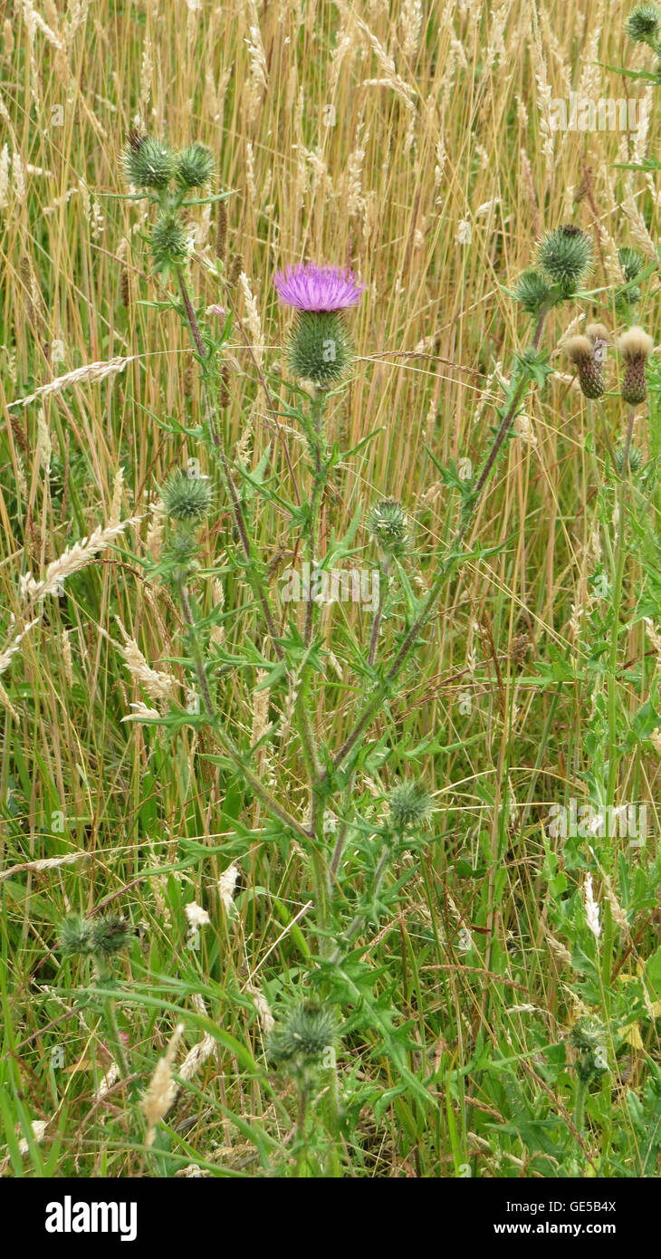 Speer distel cirsium vulgare -Fotos und -Bildmaterial in hoher ...