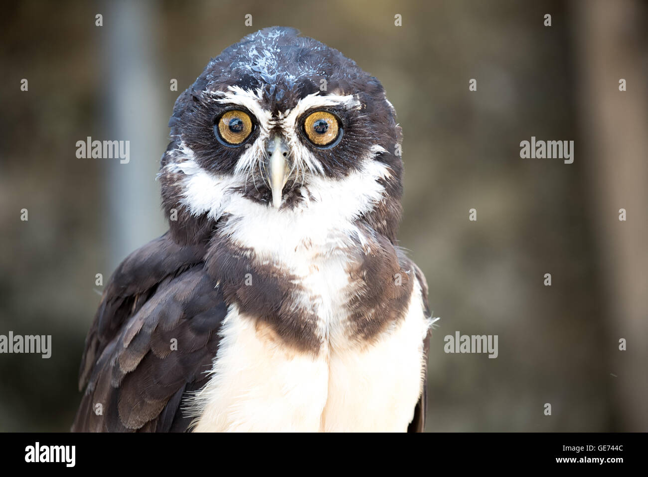 Eule mit kopf gedreht -Fotos und -Bildmaterial in hoher Auflösung ...