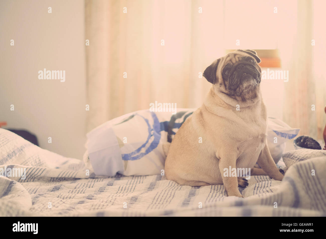 Dicker mops -Fotos und -Bildmaterial in hoher Auflösung – Alamy