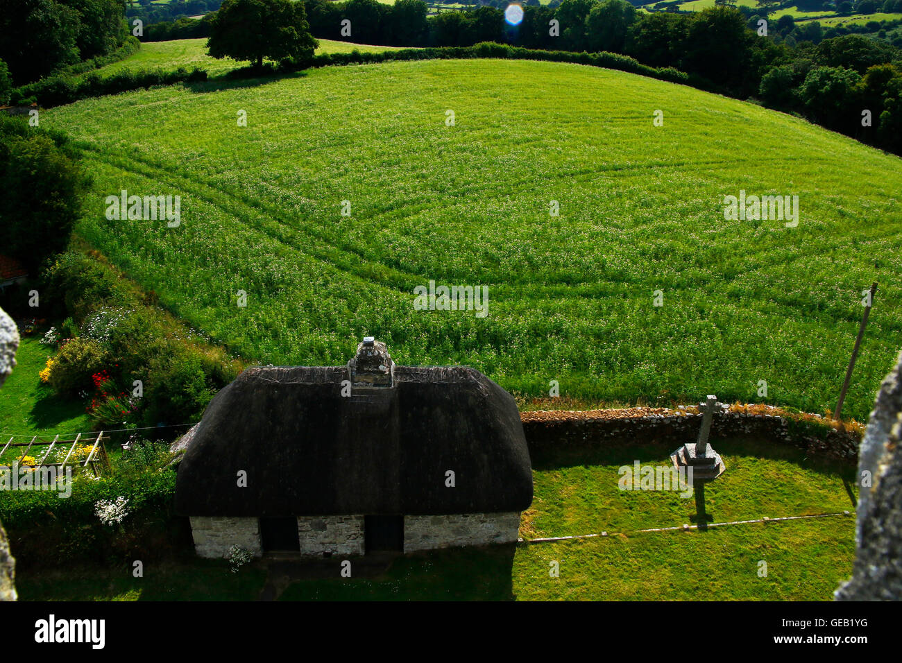 Eine Erbse & Gerste Feld in der Sommerzeit, Erbsen in voller Blüte, die ...