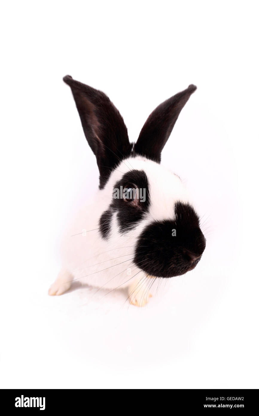 Deutscher riesenkaninchen frontal gesehen -Fotos und -Bildmaterial in ...