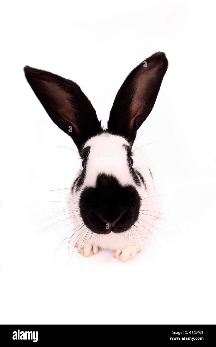 Deutscher riesenkaninchen frontal gesehen -Fotos und -Bildmaterial in ...