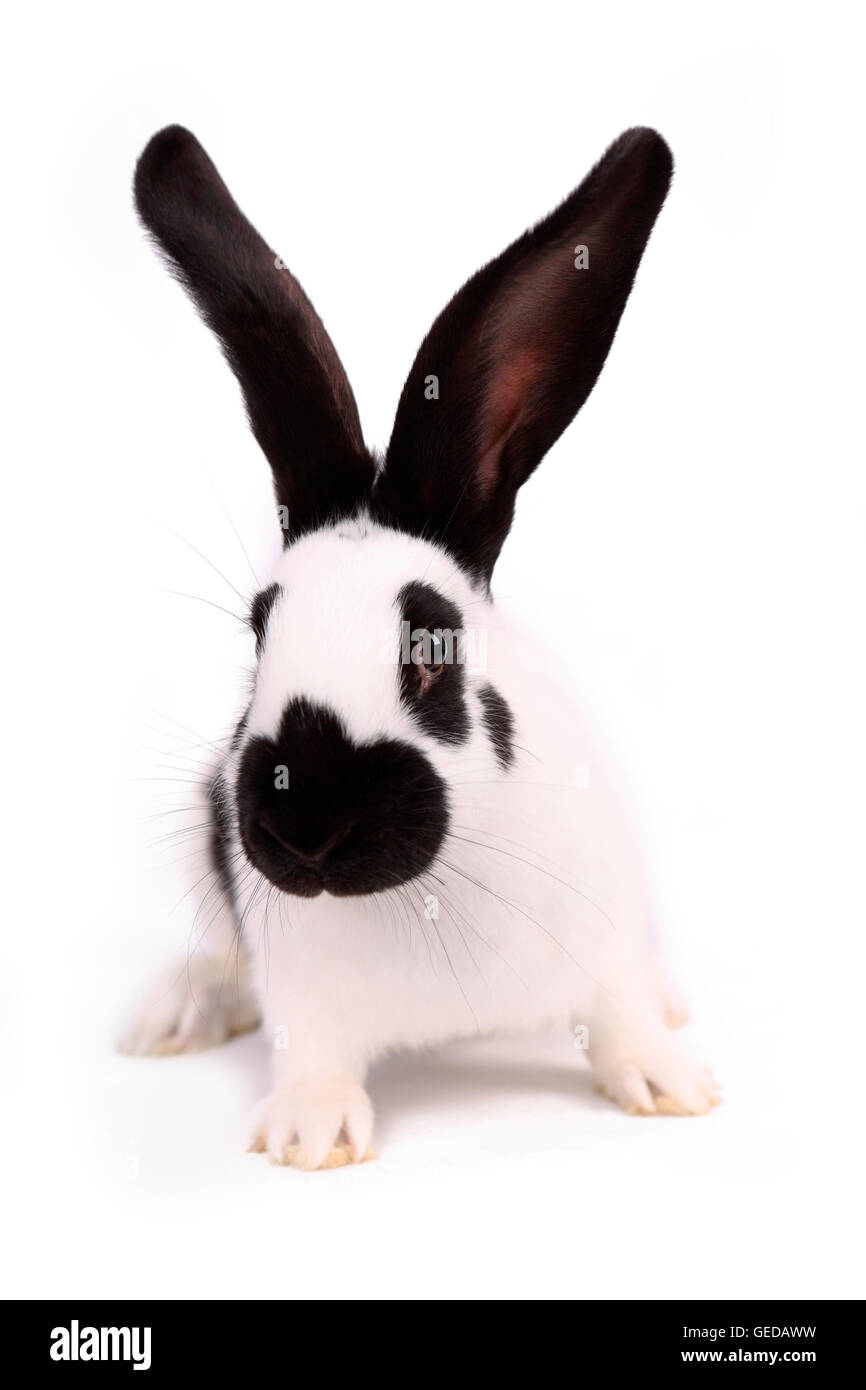 Deutscher riesenkaninchen frontal gesehen -Fotos und -Bildmaterial in ...
