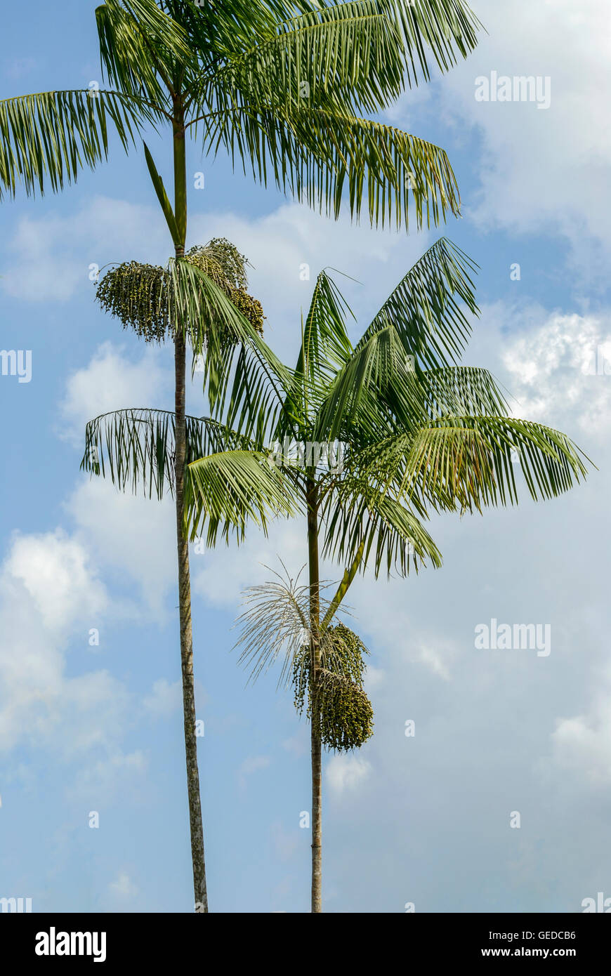 Palmeira de acai Stockfotos und -bilder Kaufen - Alamy