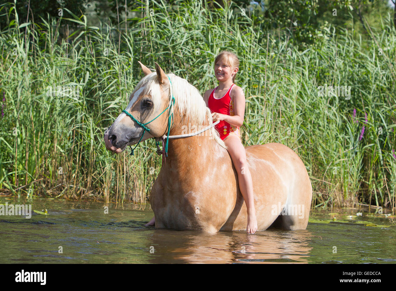 Haflinger Pferd. Mädchen im Bad Anzug mit ihrem Pferd in einem Teich ...