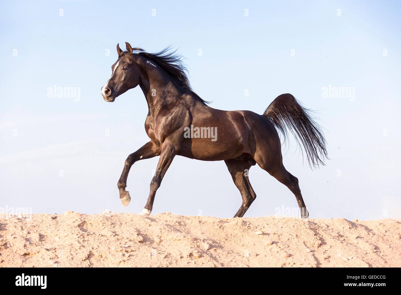 Arabisches Pferd. Schwarzer Hengst im Galopp in Wüste. Ägypten ...