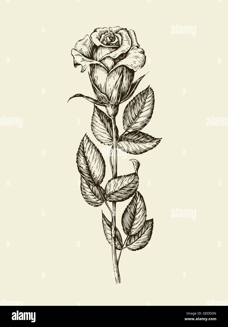 Hand gezeichnet Vintage rose. Vektor-illustration Stock-Vektorgrafik ...