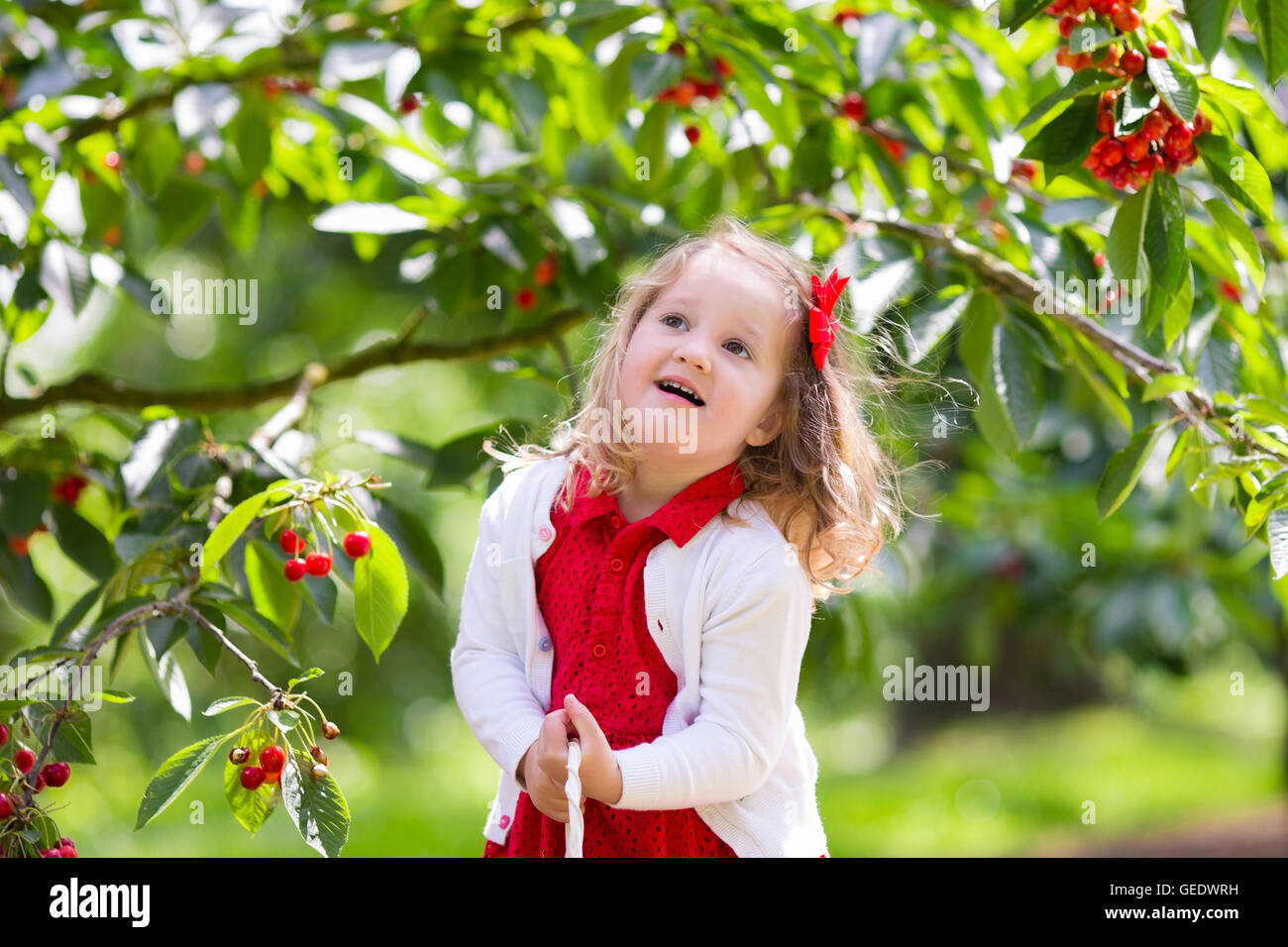 Kinder pflücken Kirschen auf Obsthof. Kinder pflücken Kirschen im ...