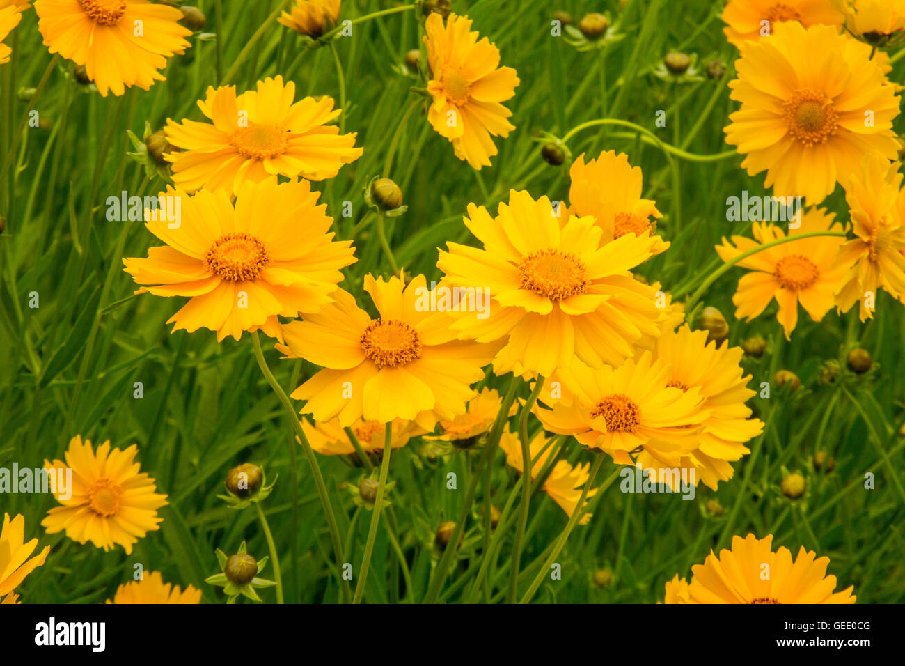 Gelber sumpfdock -Fotos und -Bildmaterial in hoher Auflösung – Alamy