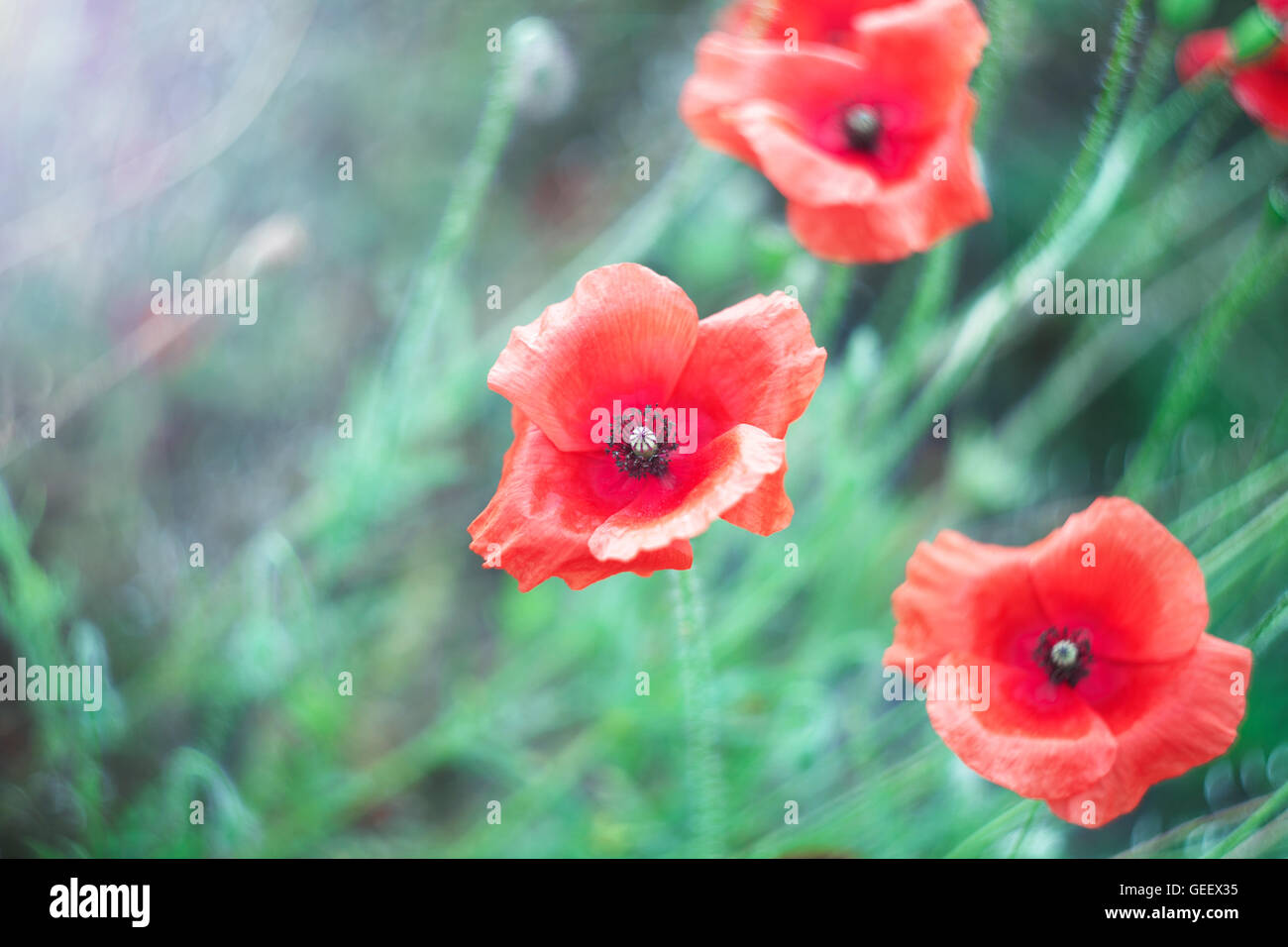 Mohn blumen makro -Fotos und -Bildmaterial in hoher Auflösung - Seite 13 - Alamy