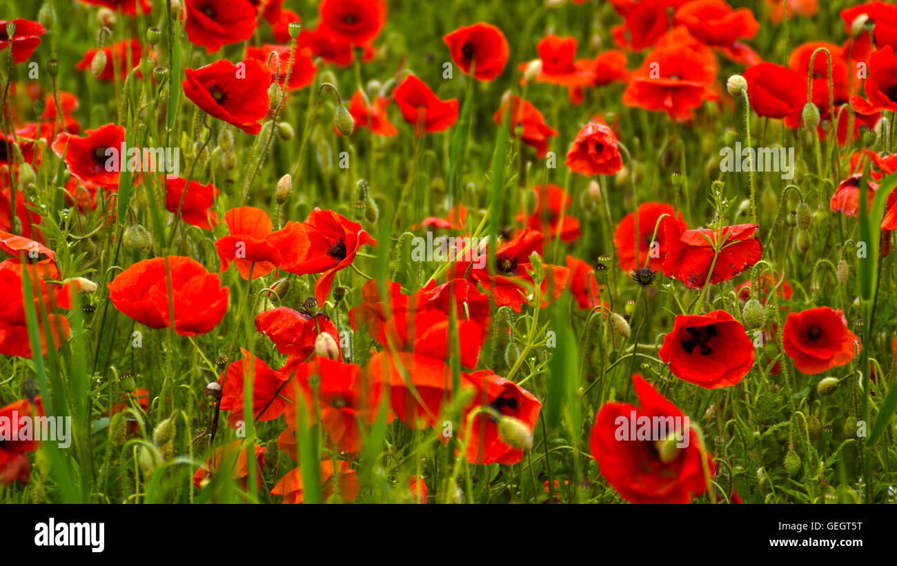 Roter Klatschmohn - roter Mohn - Mohn Stockfotografie - Alamy