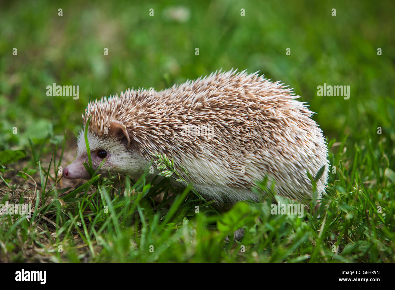 Hedgehog Ear Stockfotos und -bilder Kaufen - Alamy