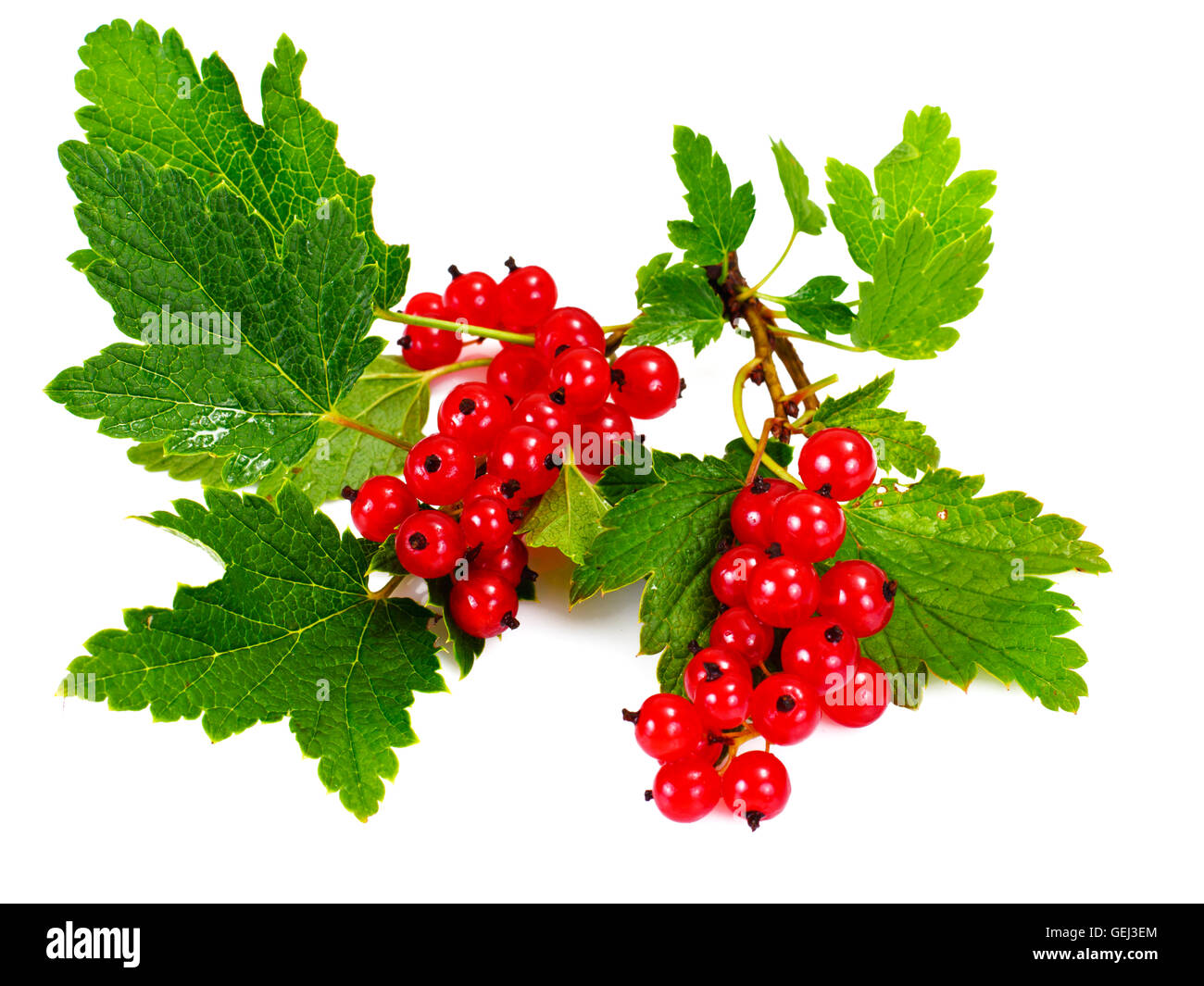 Wilde rote johannisbeeren -Fotos und -Bildmaterial in hoher Auflösung ...