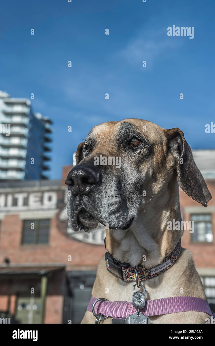 Graue deutsche dogge -Fotos und -Bildmaterial in hoher Auflösung – Alamy