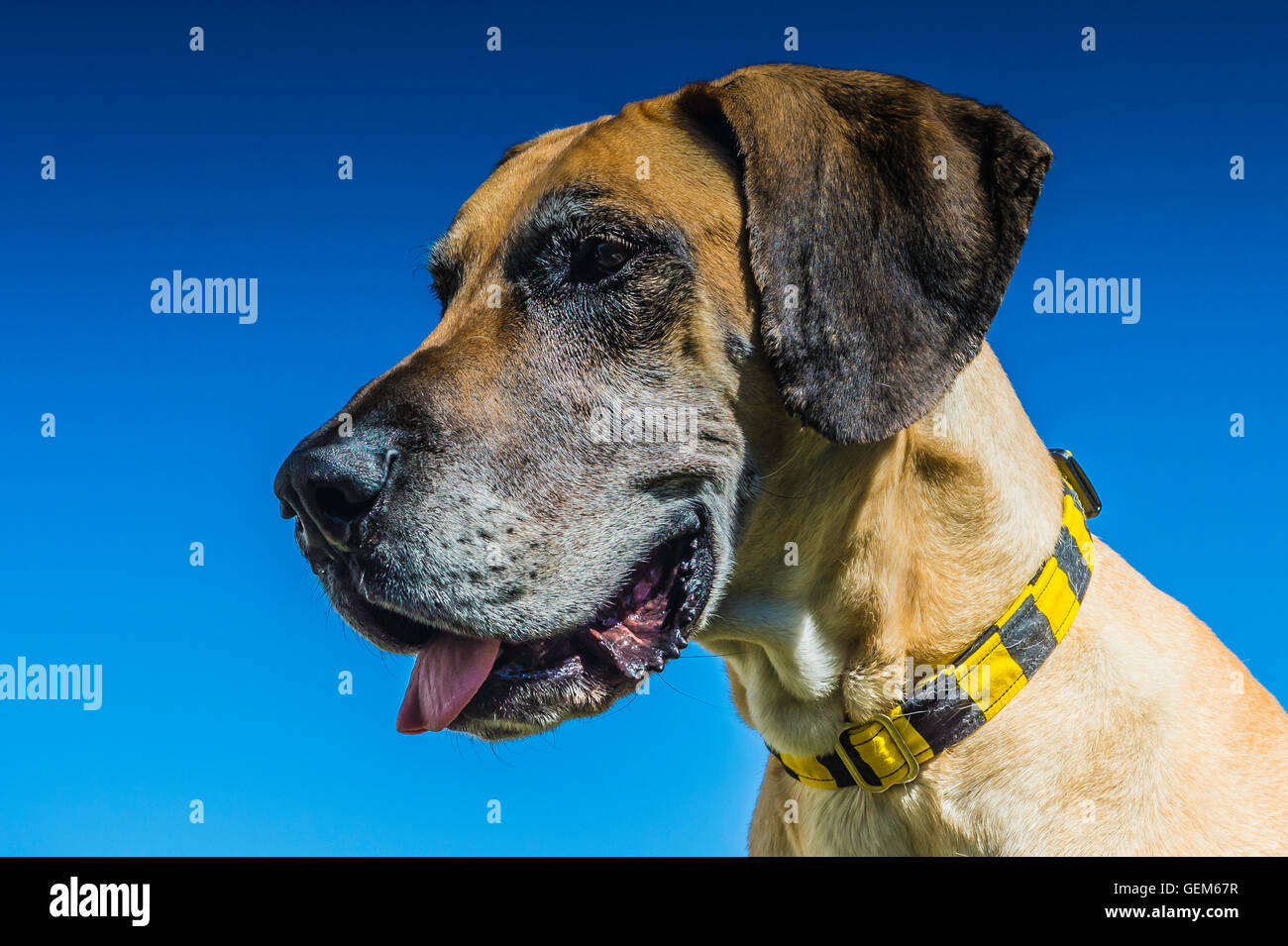 Beige und braun -Fotos und -Bildmaterial in hoher Auflösung – Alamy