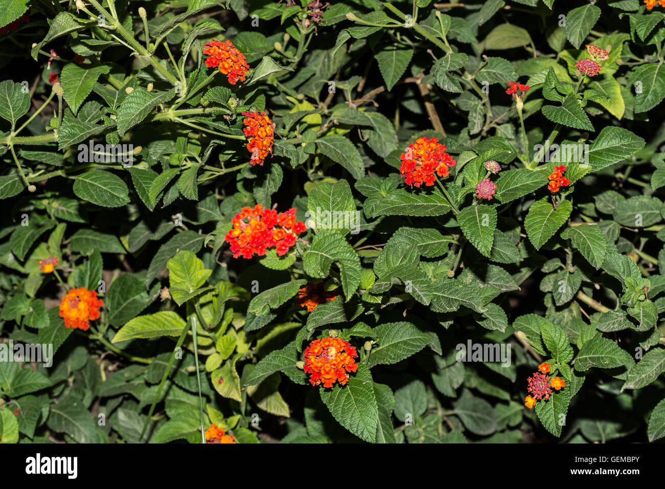 Lantana camara rose flower -Fotos und -Bildmaterial in hoher Auflösung ...