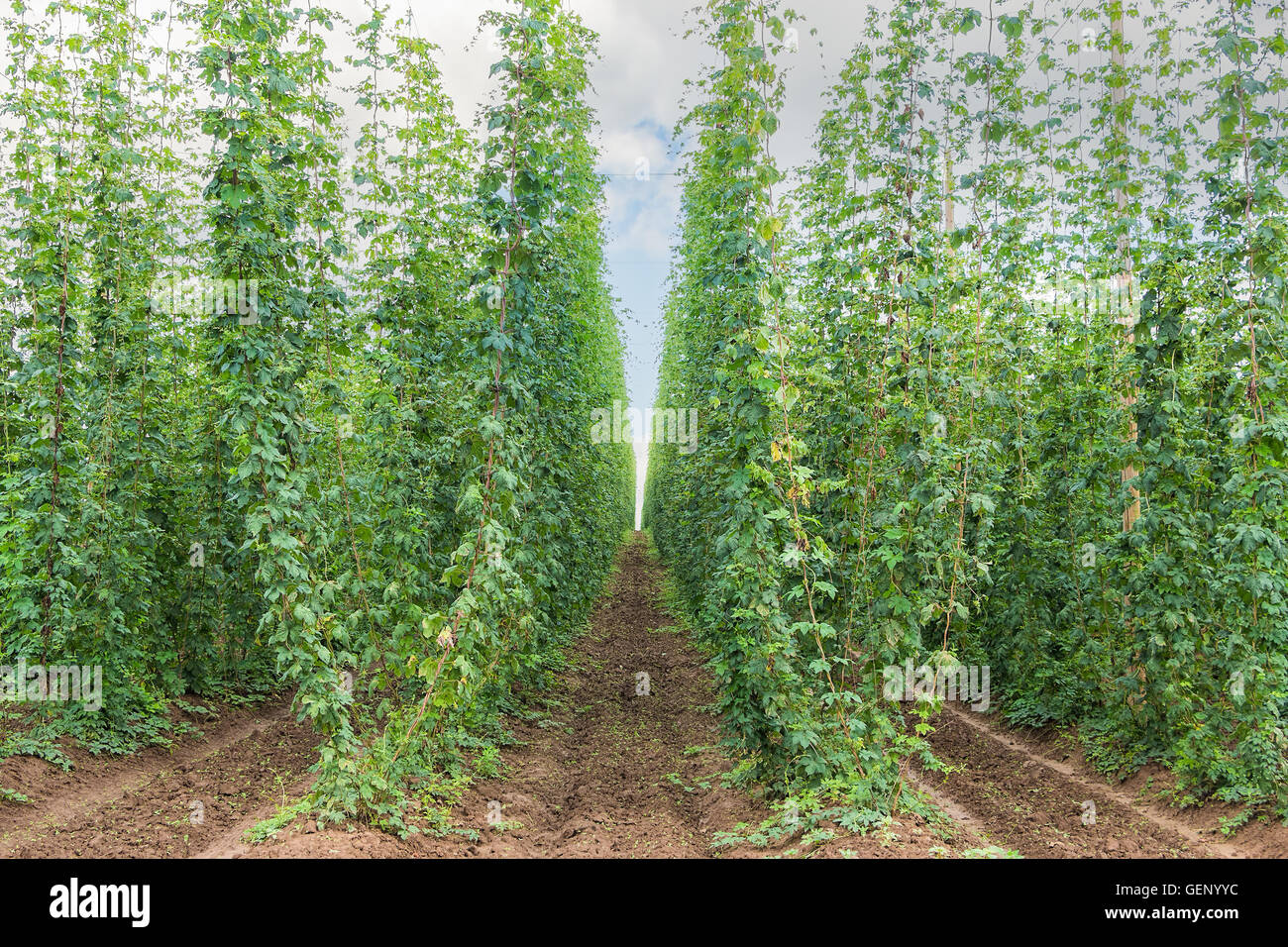 Hintergrund der langen furchen -Fotos und -Bildmaterial in hoher ...