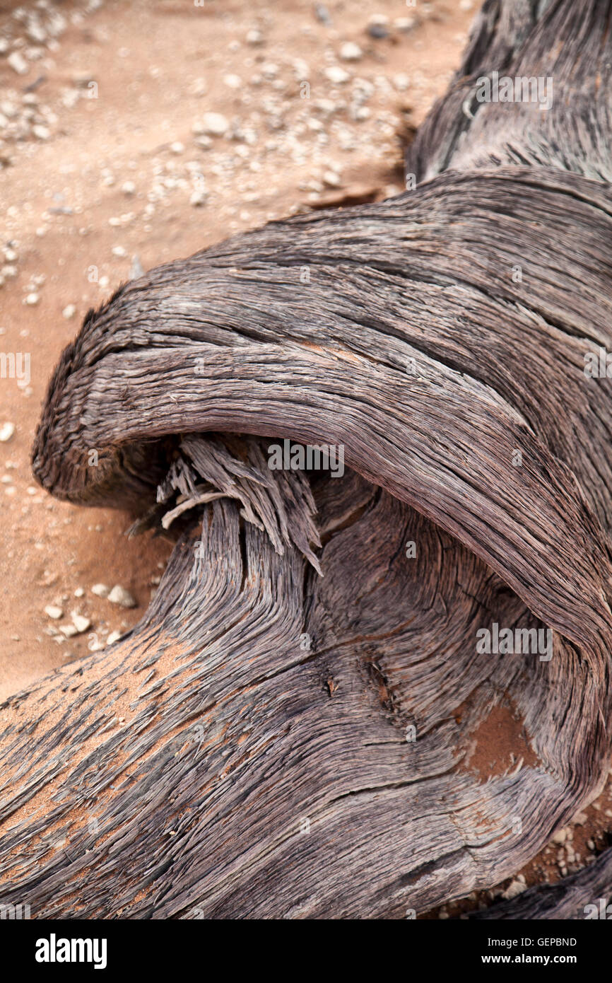 Deformierter baumstamm -Fotos und -Bildmaterial in hoher Auflösung – Alamy