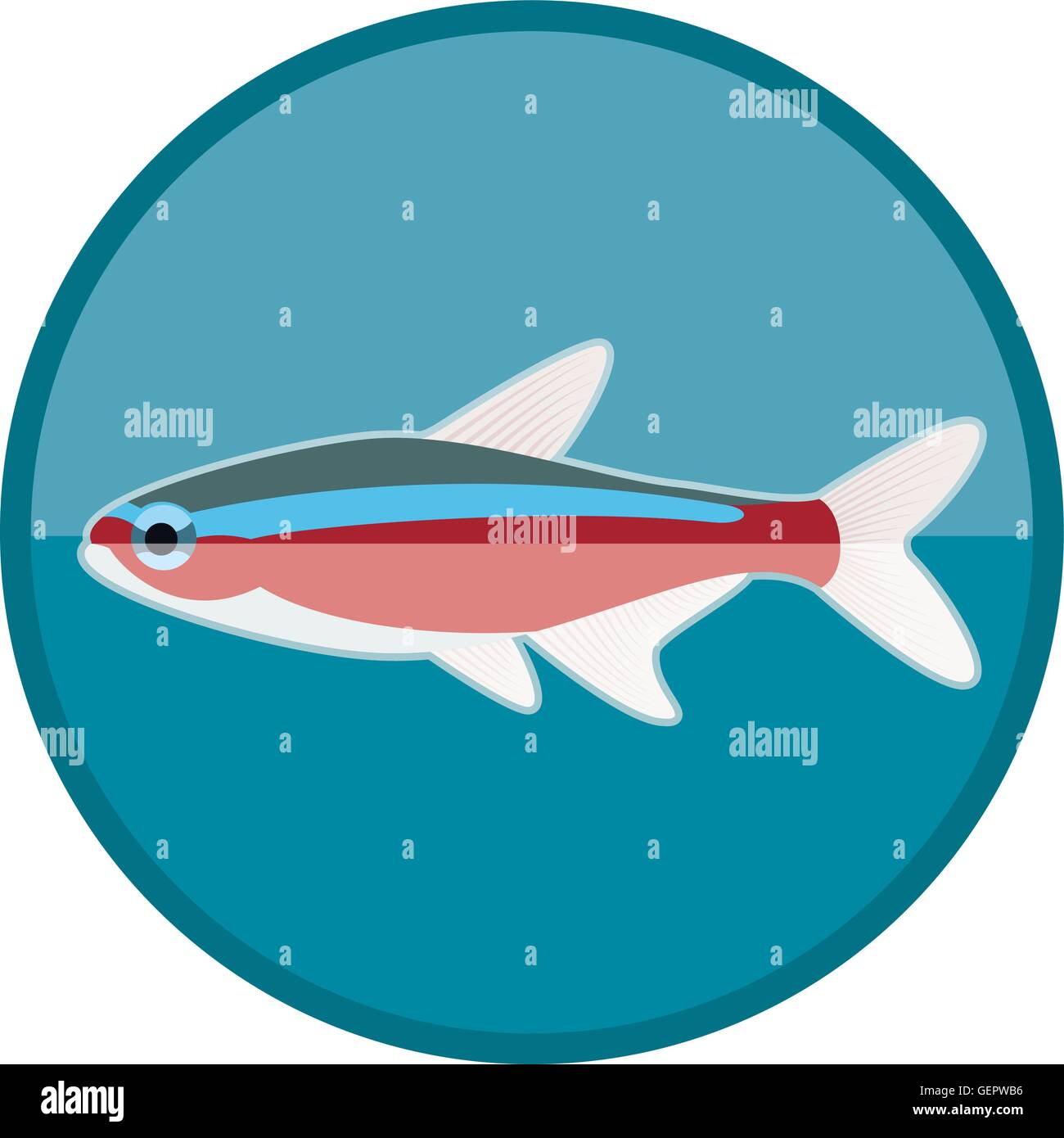 Neon tetra fish -Fotos und -Bildmaterial in hoher Auflösung – Alamy